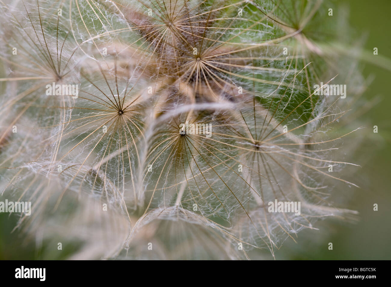 Seed head of Yellow Goatsbeard, Tragopogon pratensis Stock Photo - Alamy