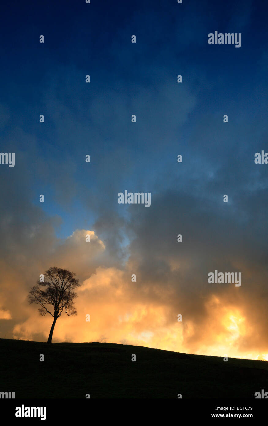 A single bare tree on a hill against a dramatic winter sky Stock Photo ...