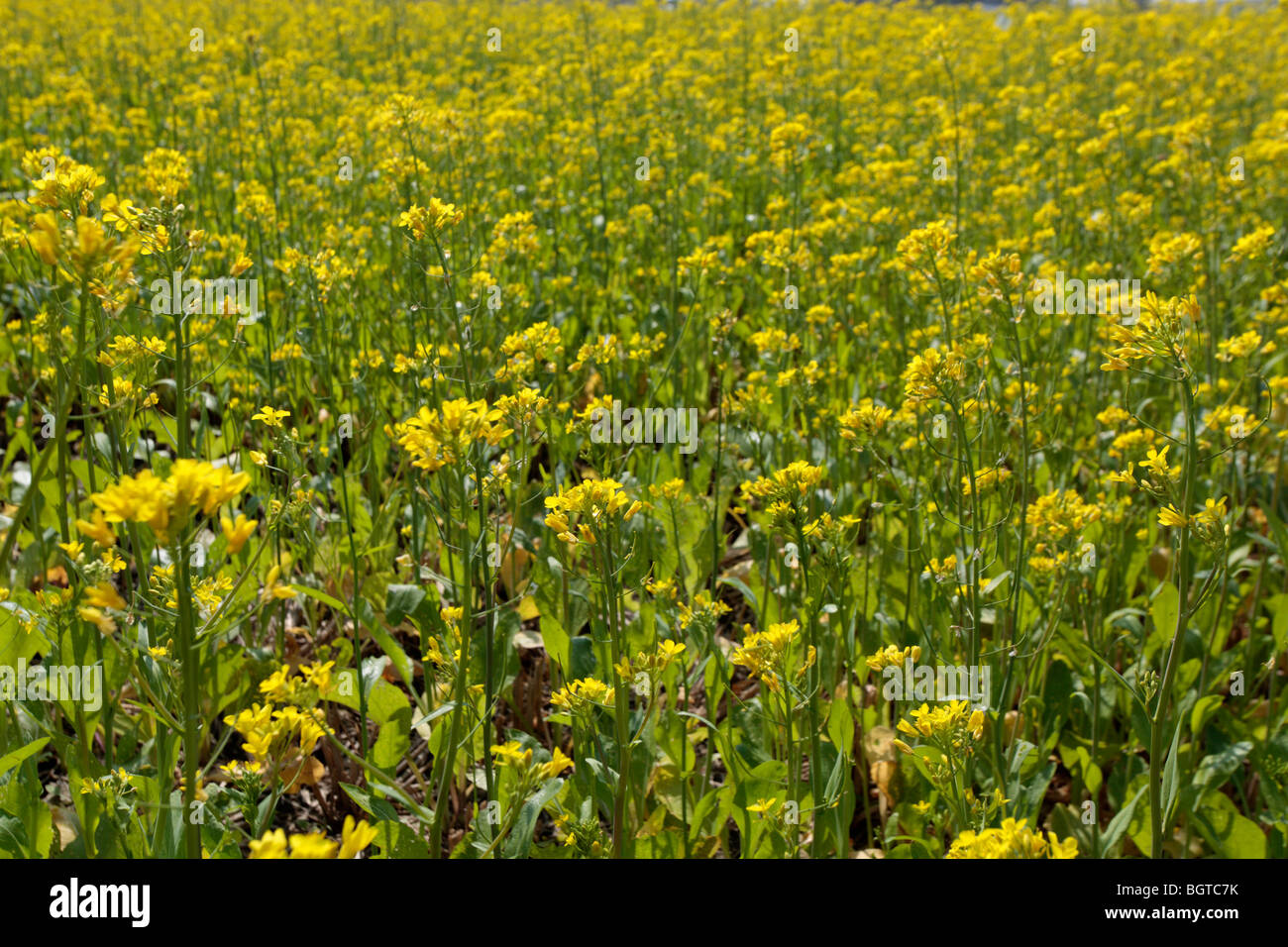 A field of rapeseed blooms in countryside Stock Photo - Alamy
