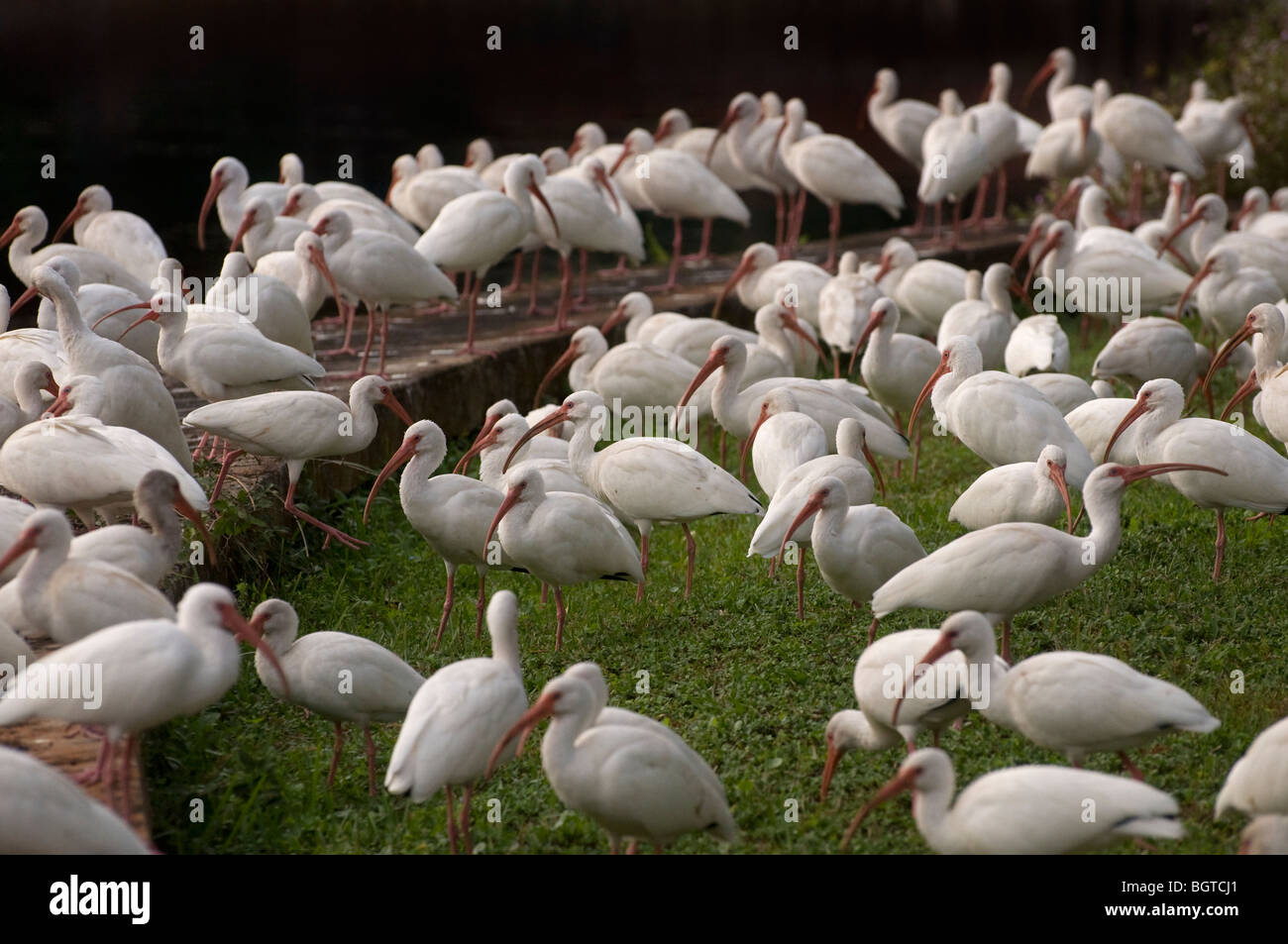 Flock of white ibis congregate along banks of Silver Springs Florida ...