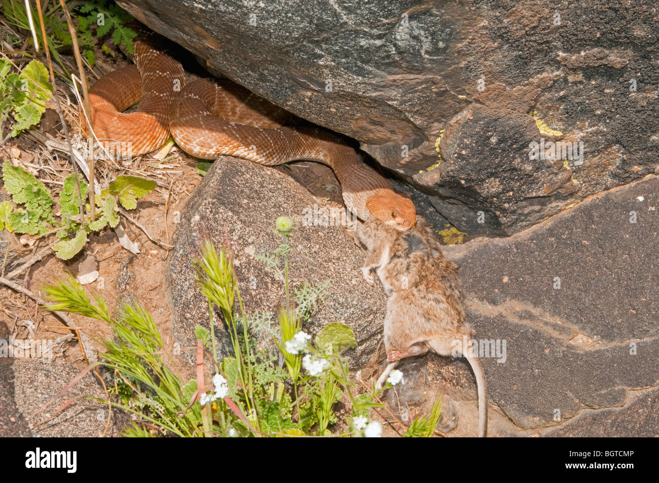 What Do Rattlesnakes Eat High Resolution Stock Photography and Images ...