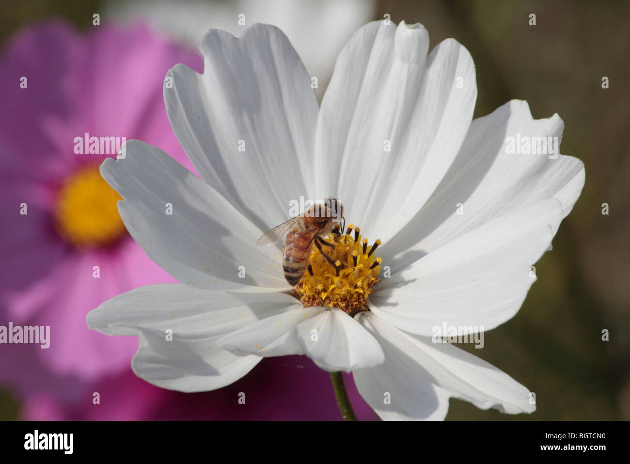 Bee stays on white cosmos bipinnatus Stock Photo - Alamy
