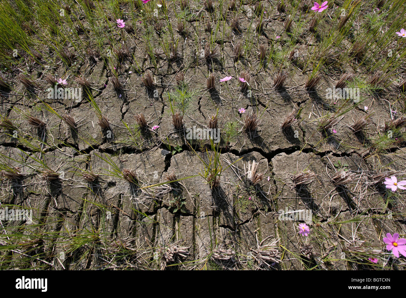 Rice field is dried after crop has been cut Stock Photo - Alamy
