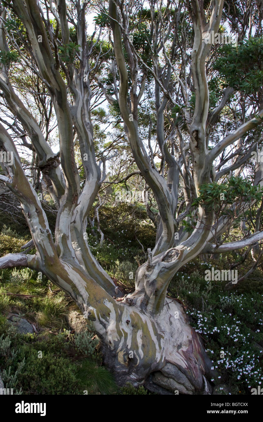 Snow gum hi-res stock photography and images - Alamy