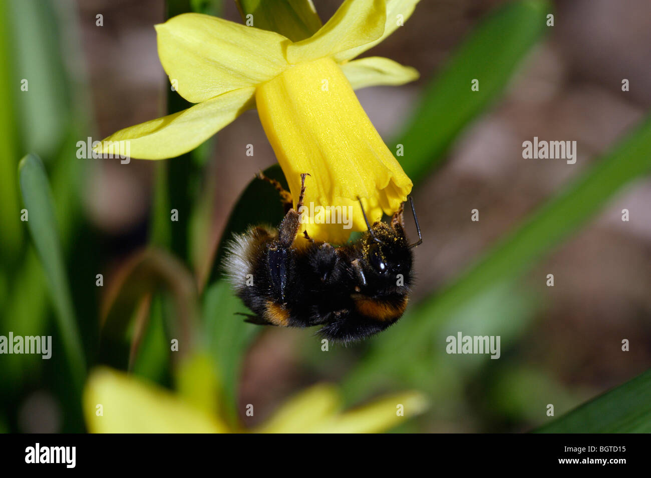 White tailed bumble bee hi-res stock photography and images - Alamy