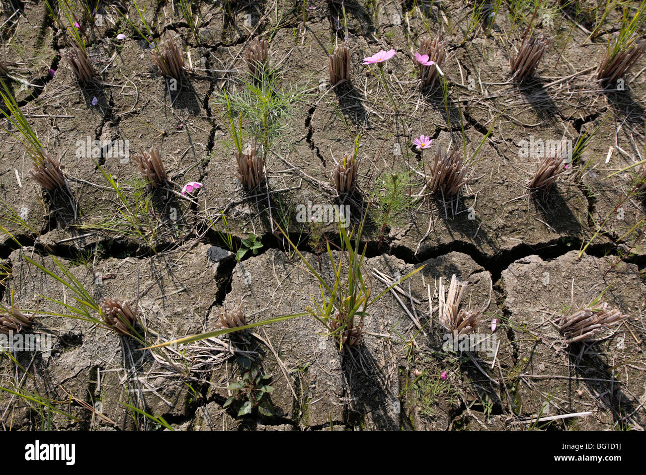 Rice field is dried after crop has been cut Stock Photo - Alamy