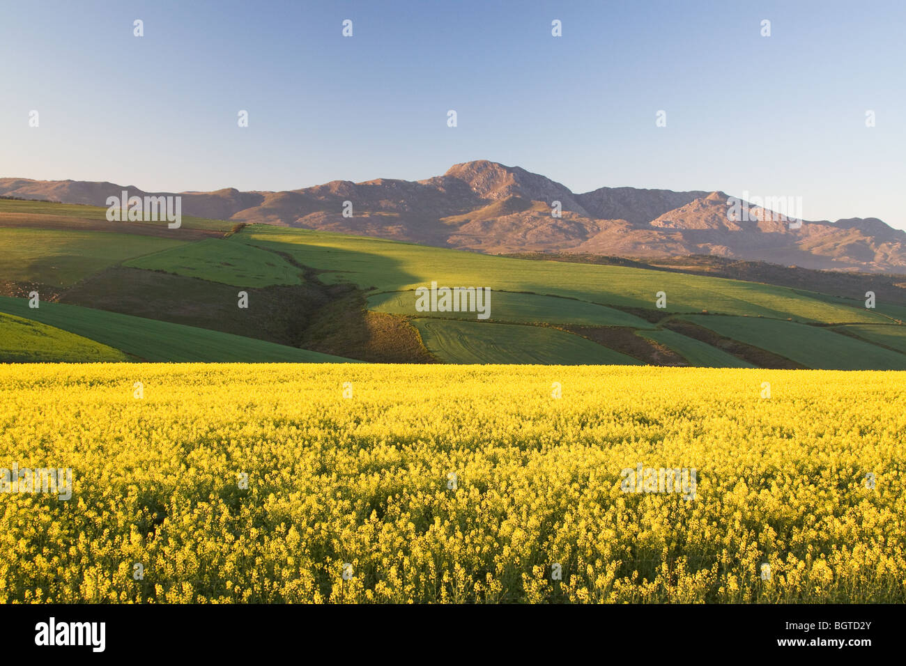 Canola field in Caledon, Western Cape , South Africa Stock Photo - Alamy