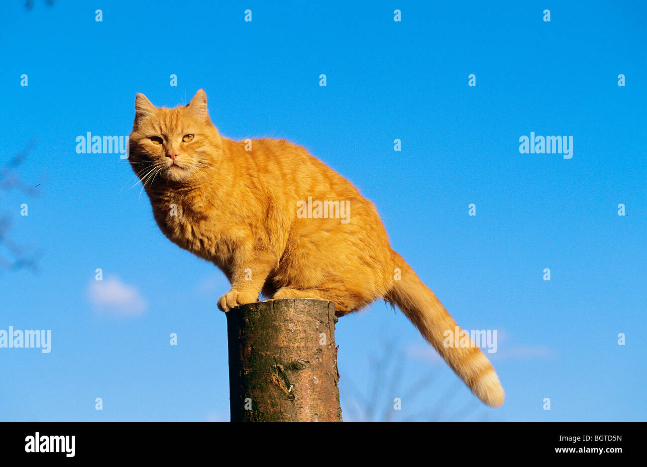 domestic cat - sitting Stock Photo - Alamy
