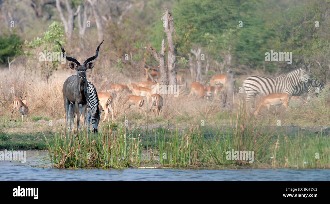 Zebra and impala hi-res stock photography and images - Alamy