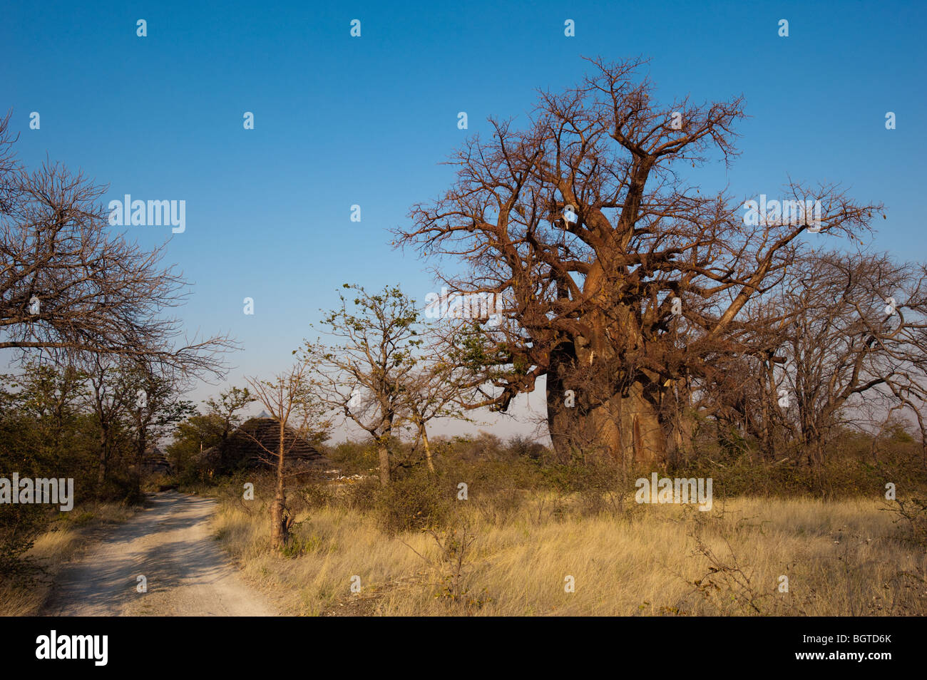 Boabab and road, Makgadigadi, Botswana Stock Photo - Alamy