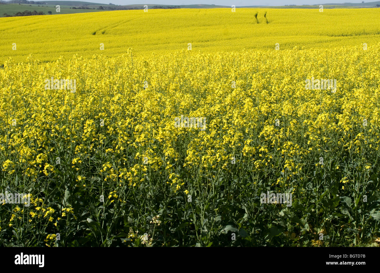 Yellow Canola fields near Caledon, Western Cape Stock Photo - Alamy