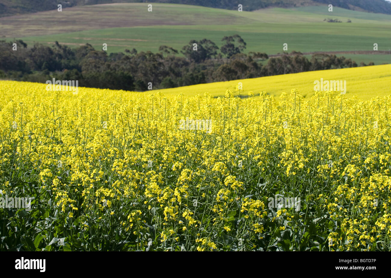 Yellow Canola fields near Caledon, Western Cape Stock Photo - Alamy