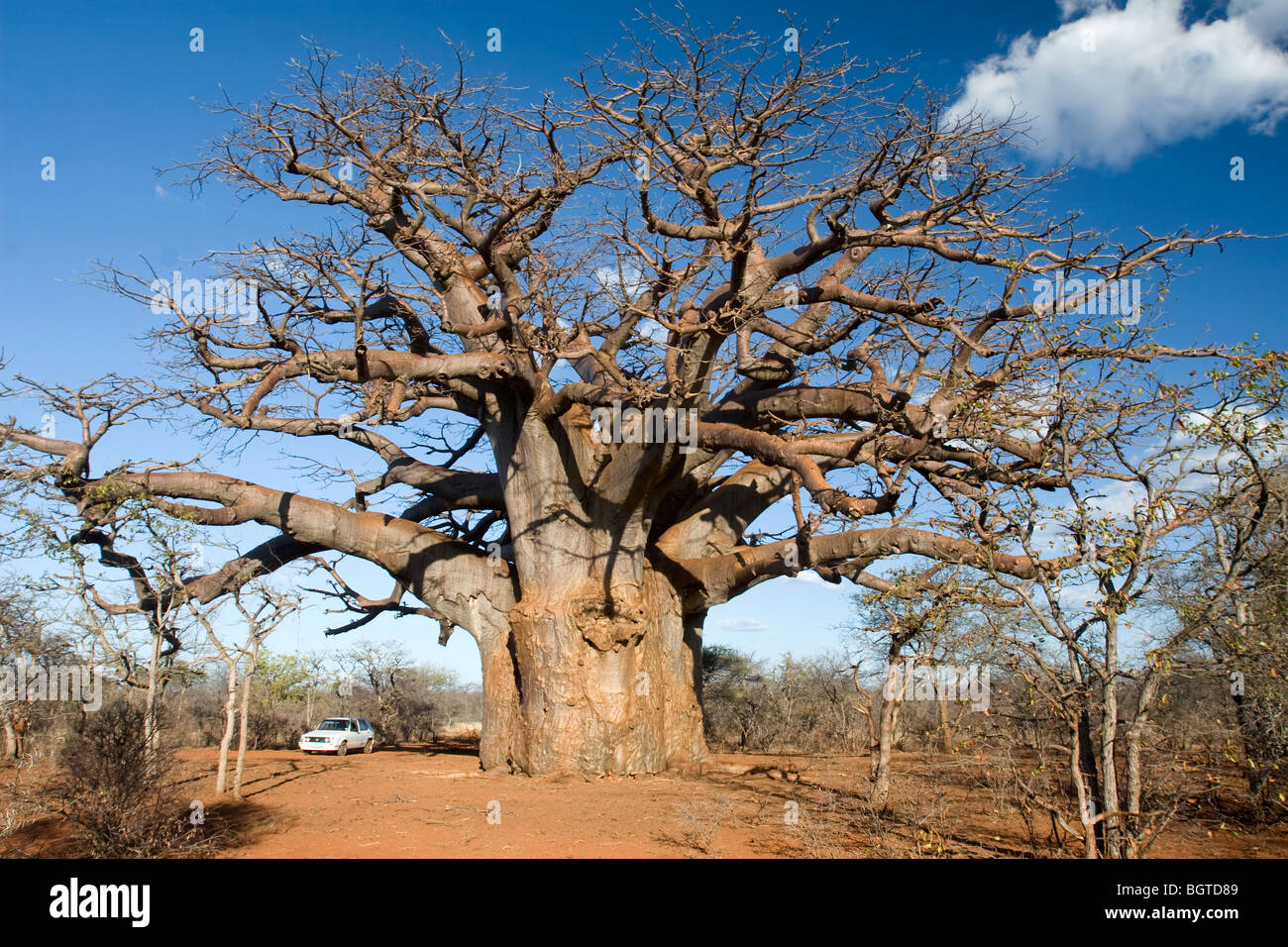 Vehicle next to enormous ancient Boabab tree, Messina, Limpopo Stock ...