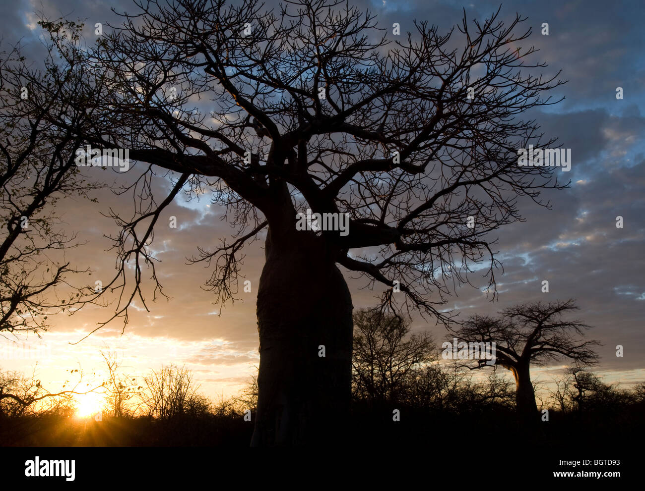 Sunrising behind ancient Boabab tree, Messina Limpopo Stock Photo - Alamy