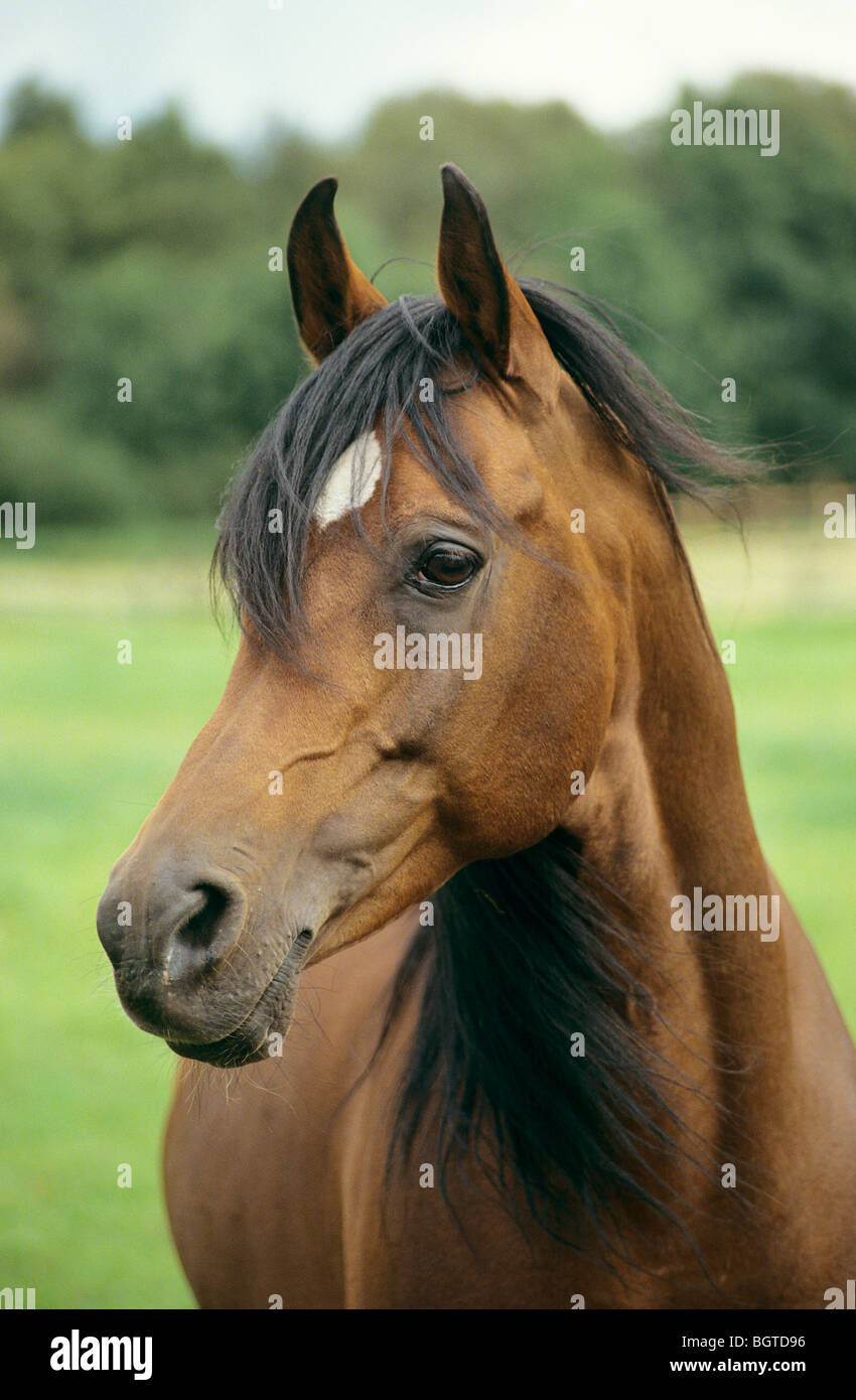 Asil Arabian Horse High Resolution Stock Photography and Images - Alamy