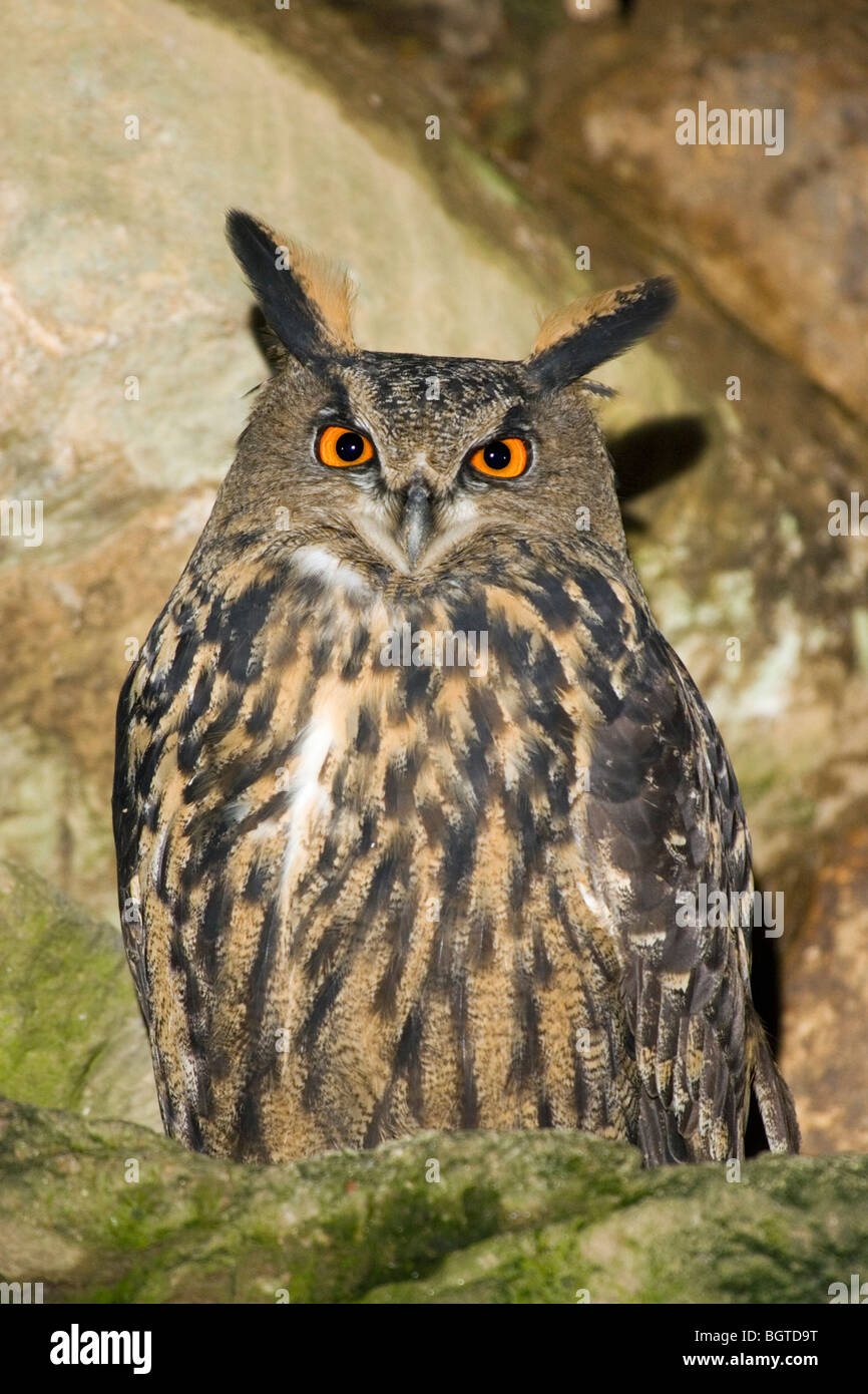 Eagle Owl (Bubo bubo Stock Photo - Alamy