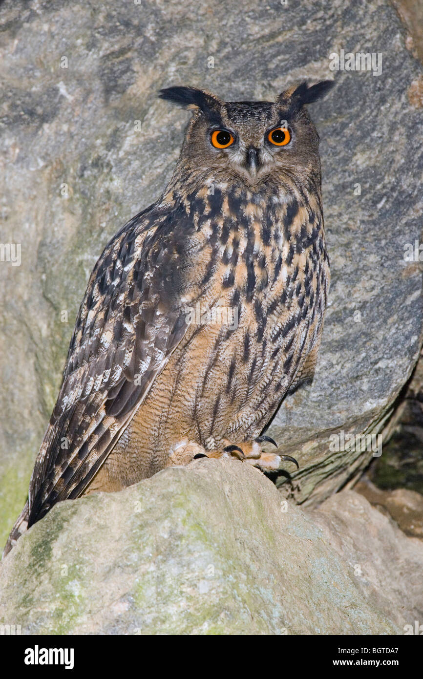 Eagle Owl (Bubo bubo Stock Photo - Alamy