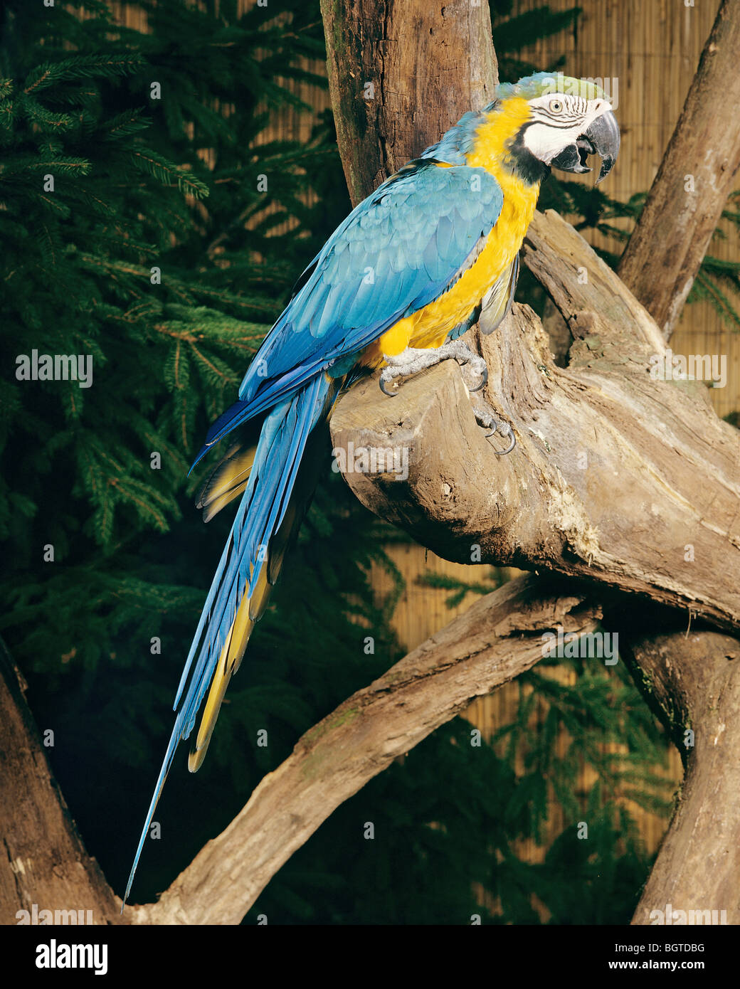 Blue yellow macaw sitting outside hi-res stock photography and images ...