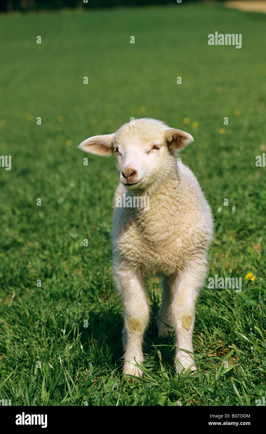 lamb - standing on meadow Stock Photo - Alamy