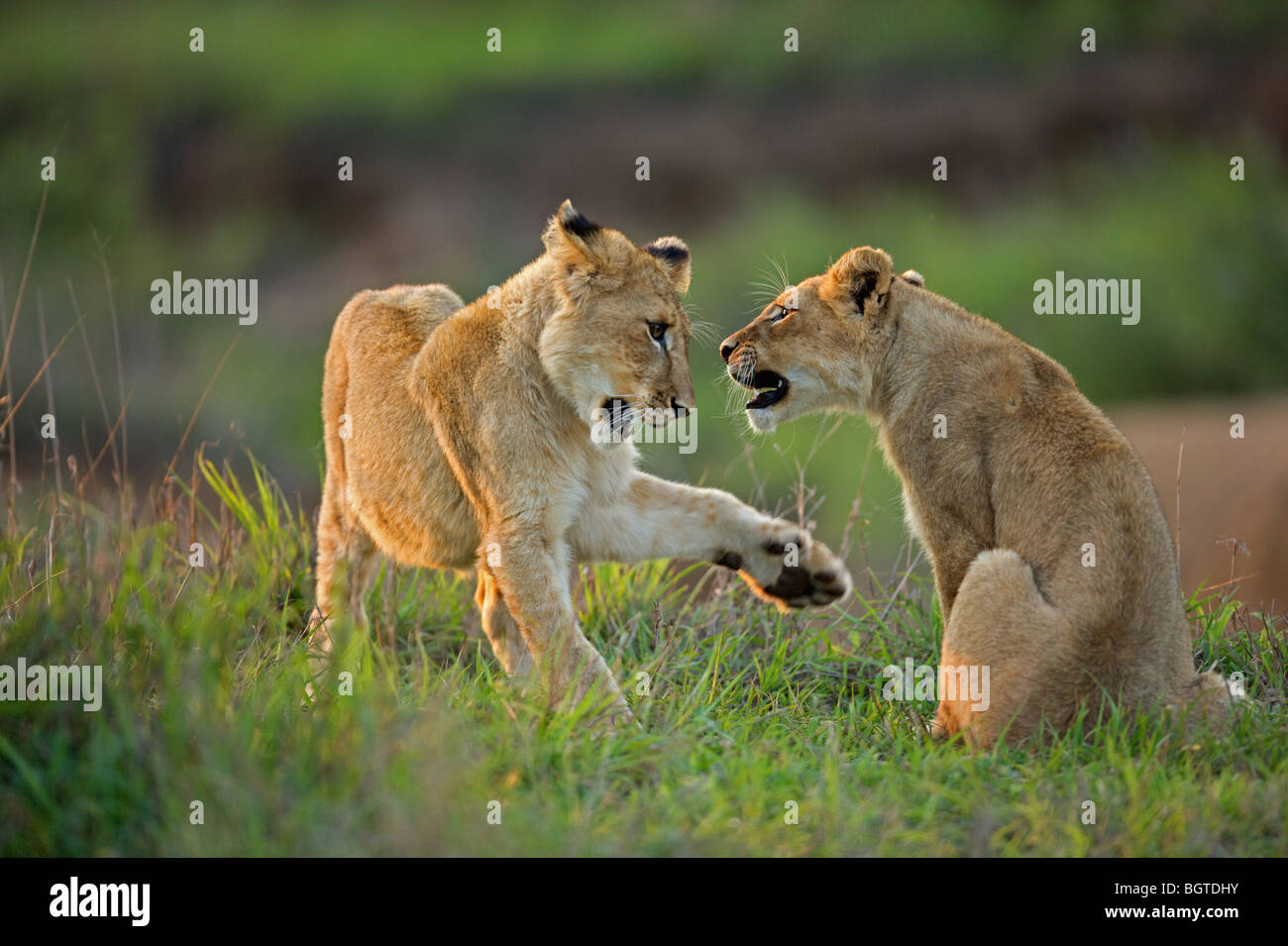 Lion with cubs playing hi-res stock photography and images - Alamy