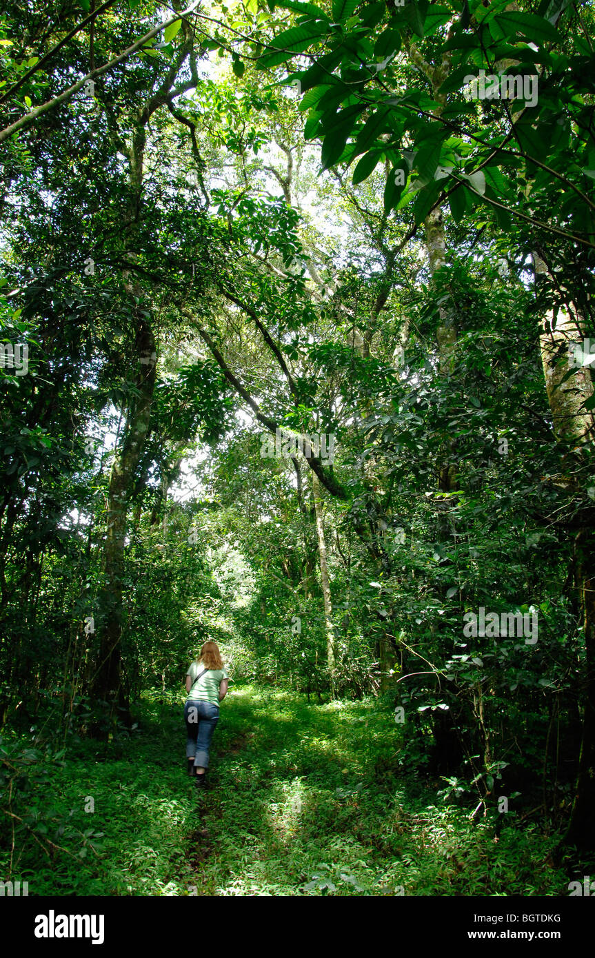 Bunga Forest, Bvumba Mountains, Manicaland, Zimbabwe Stock Photo - Alamy