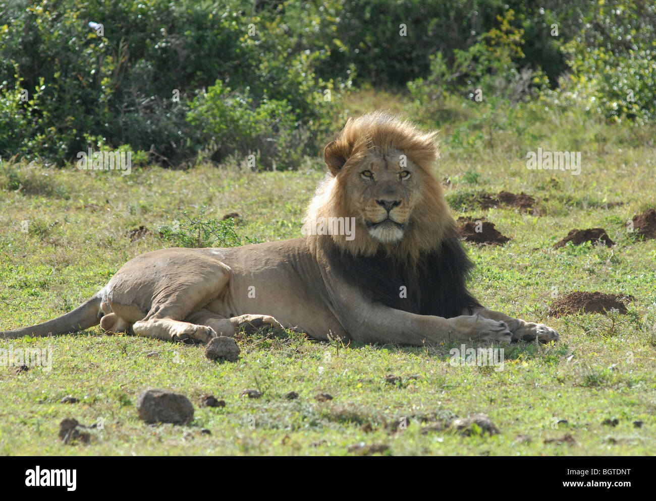 Cape lion hi-res stock photography and images - Alamy