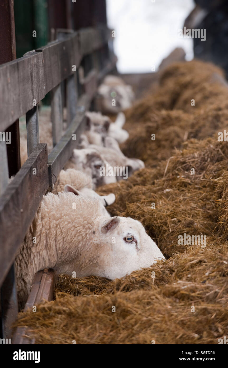 Sheep eating a mixture of silage and barley Stock Photo - Alamy