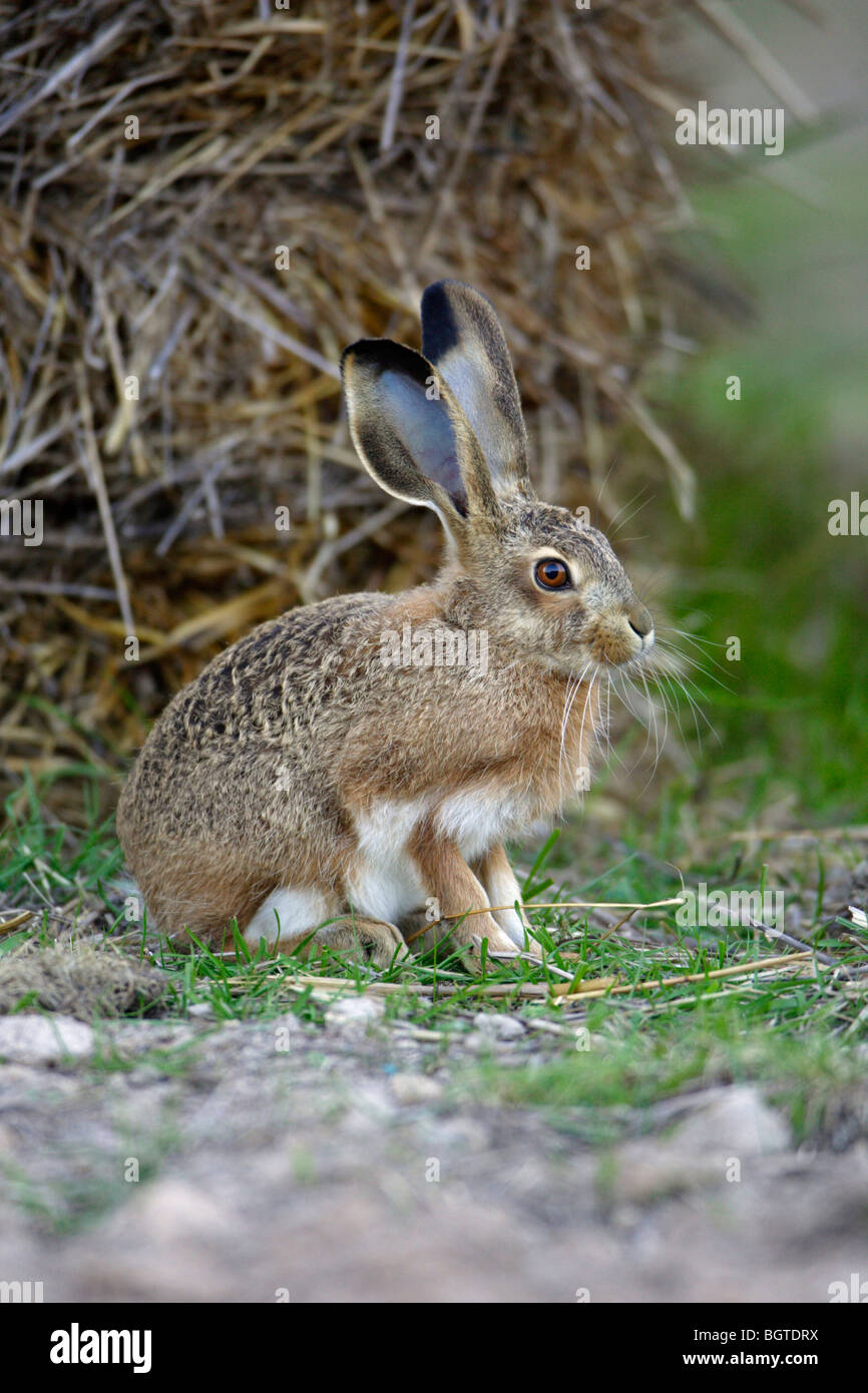 Iberian Hare, (Lepus granatensis), young animal, Alentejo, Portugal ...