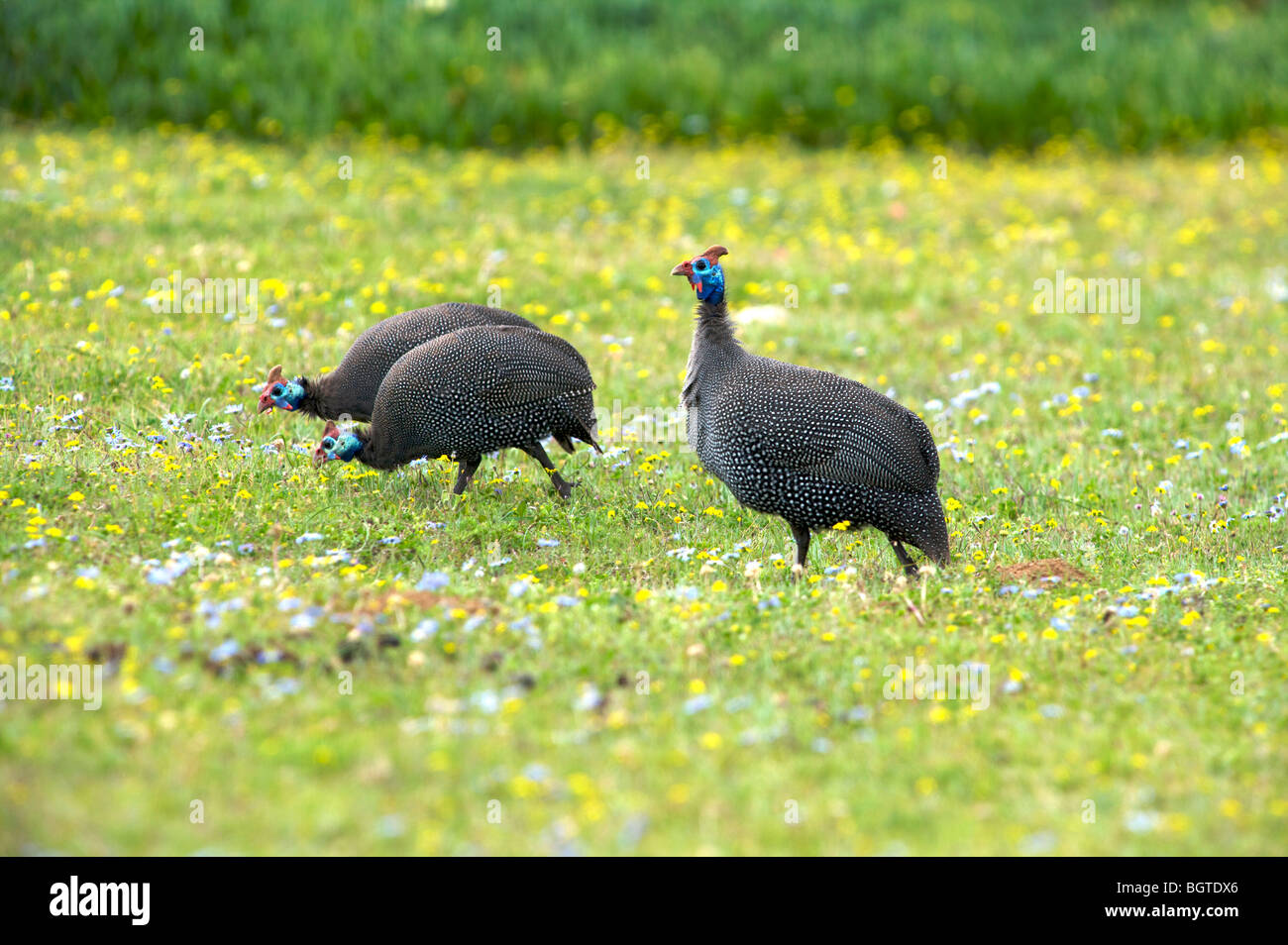 Guinea fowl and wildflowers hi-res stock photography and images - Alamy