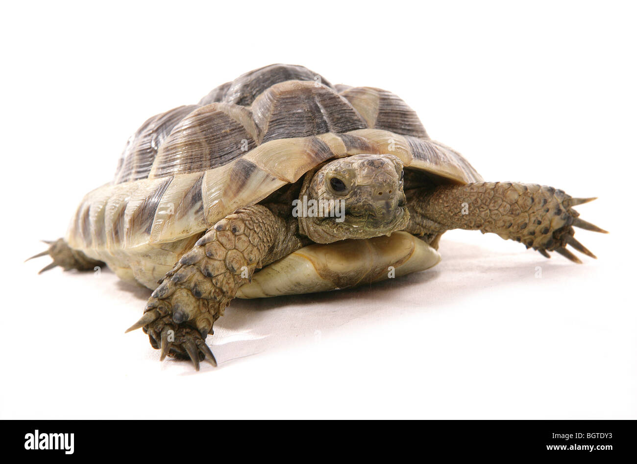 Hermann's Tortoise - cut out / Testudo hermanni Stock Photo - Alamy