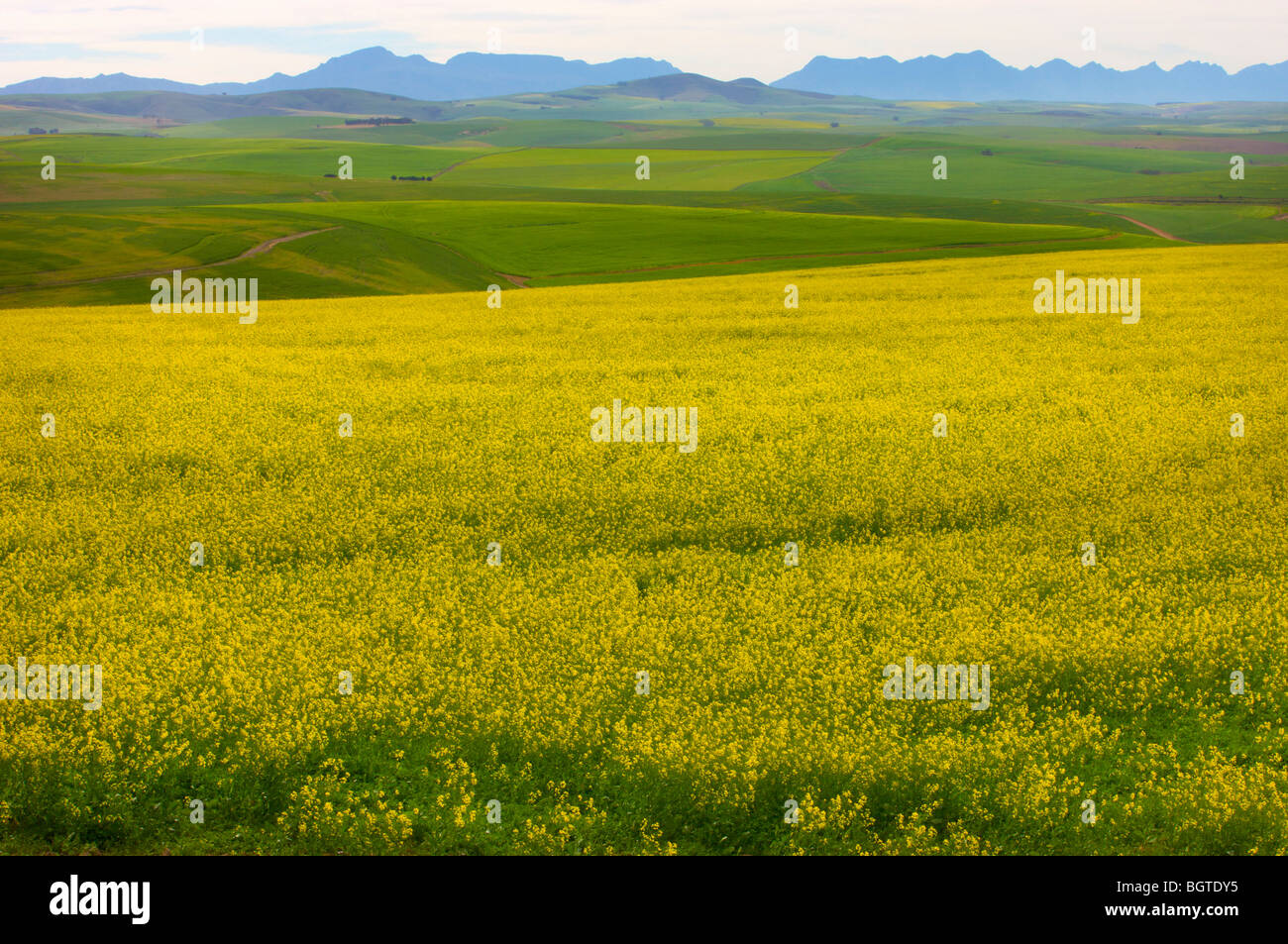 Distant view of Canola (Rapeseed) fields, Overberg Region, Western Cape ...
