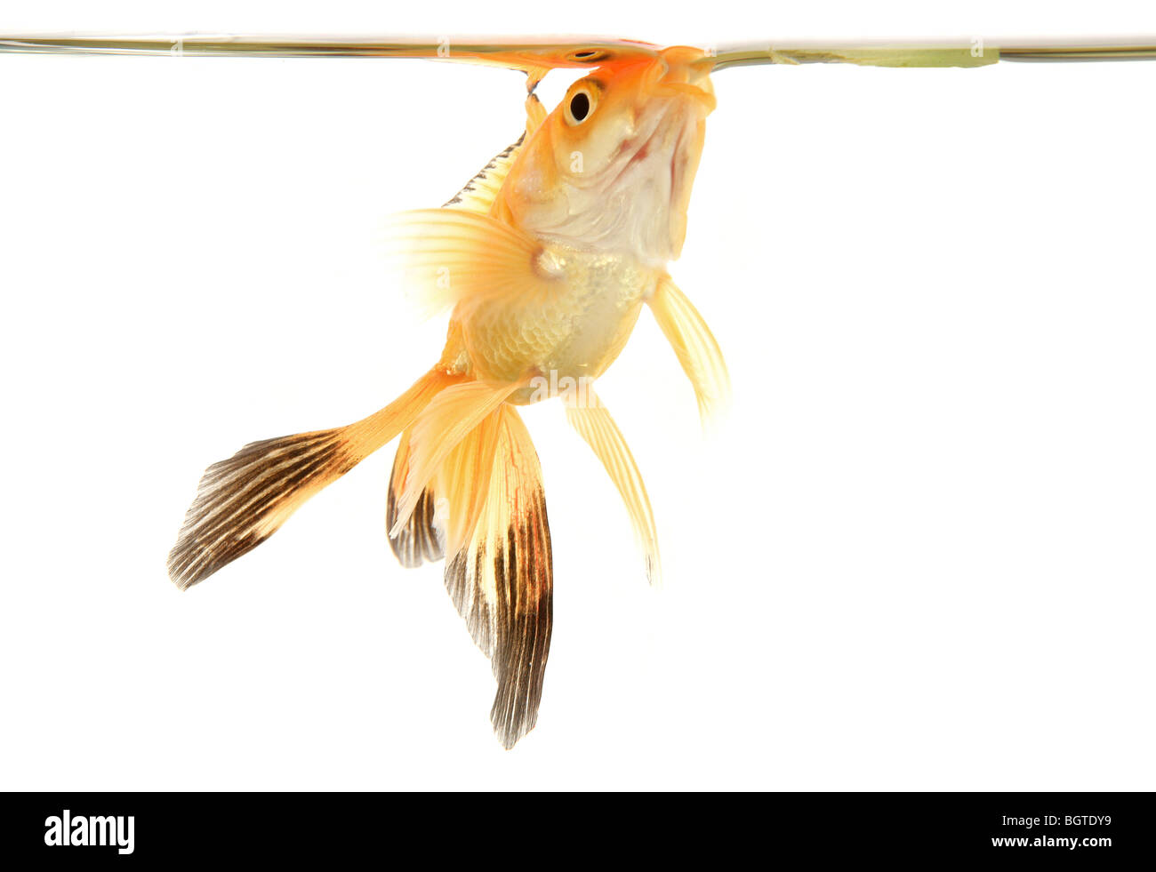 Fantail Goldfish (Carassius auratus). Single fish in an aquarium Stock ...