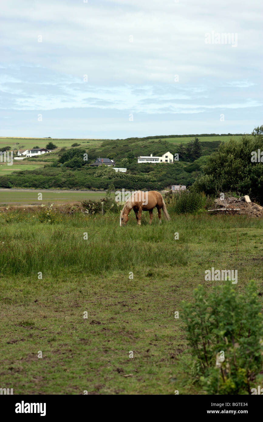 Newport, West Wales. Welsh country scene with a horse Stock Photo - Alamy