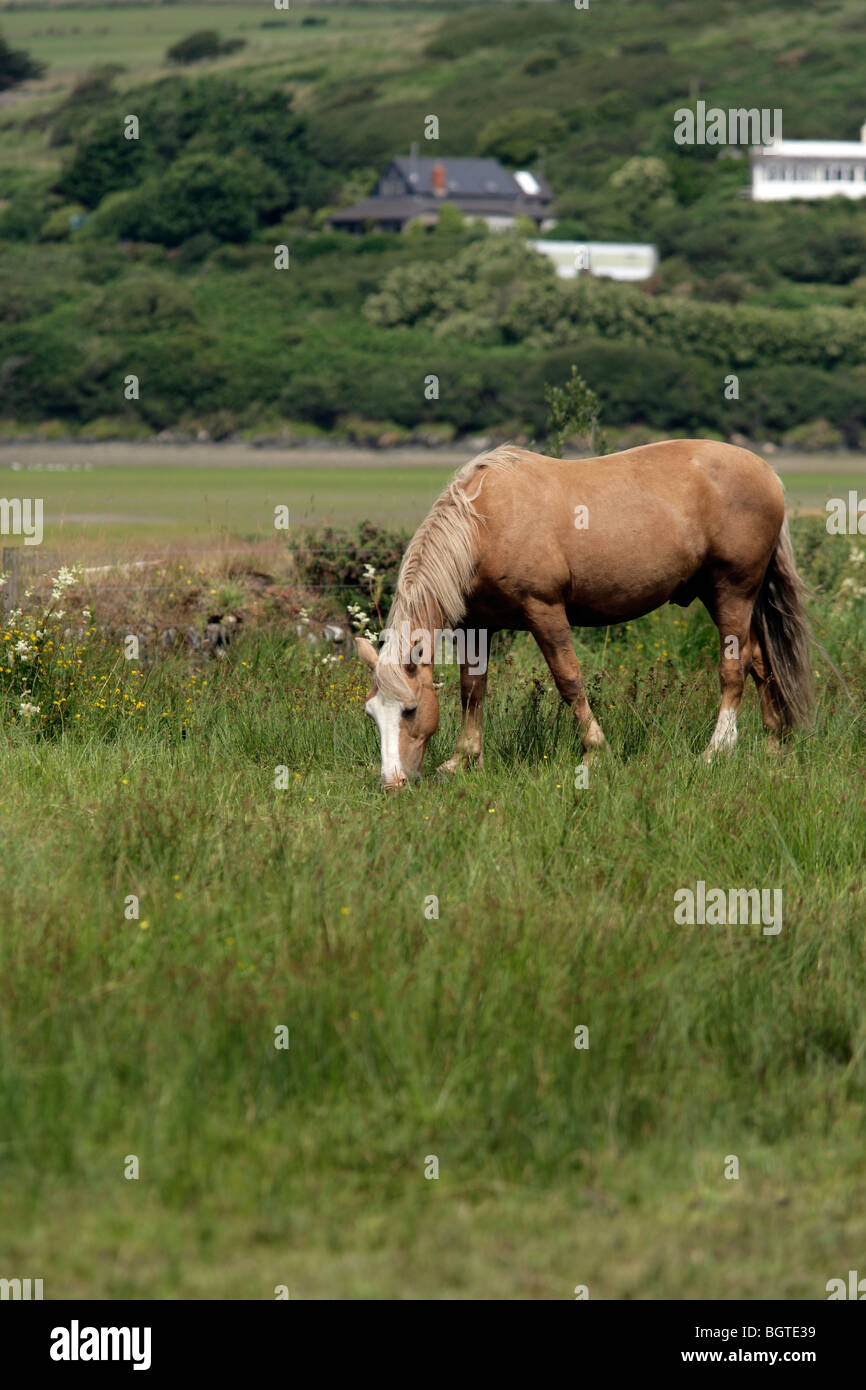 Welsh country scene Stock Photo - Alamy