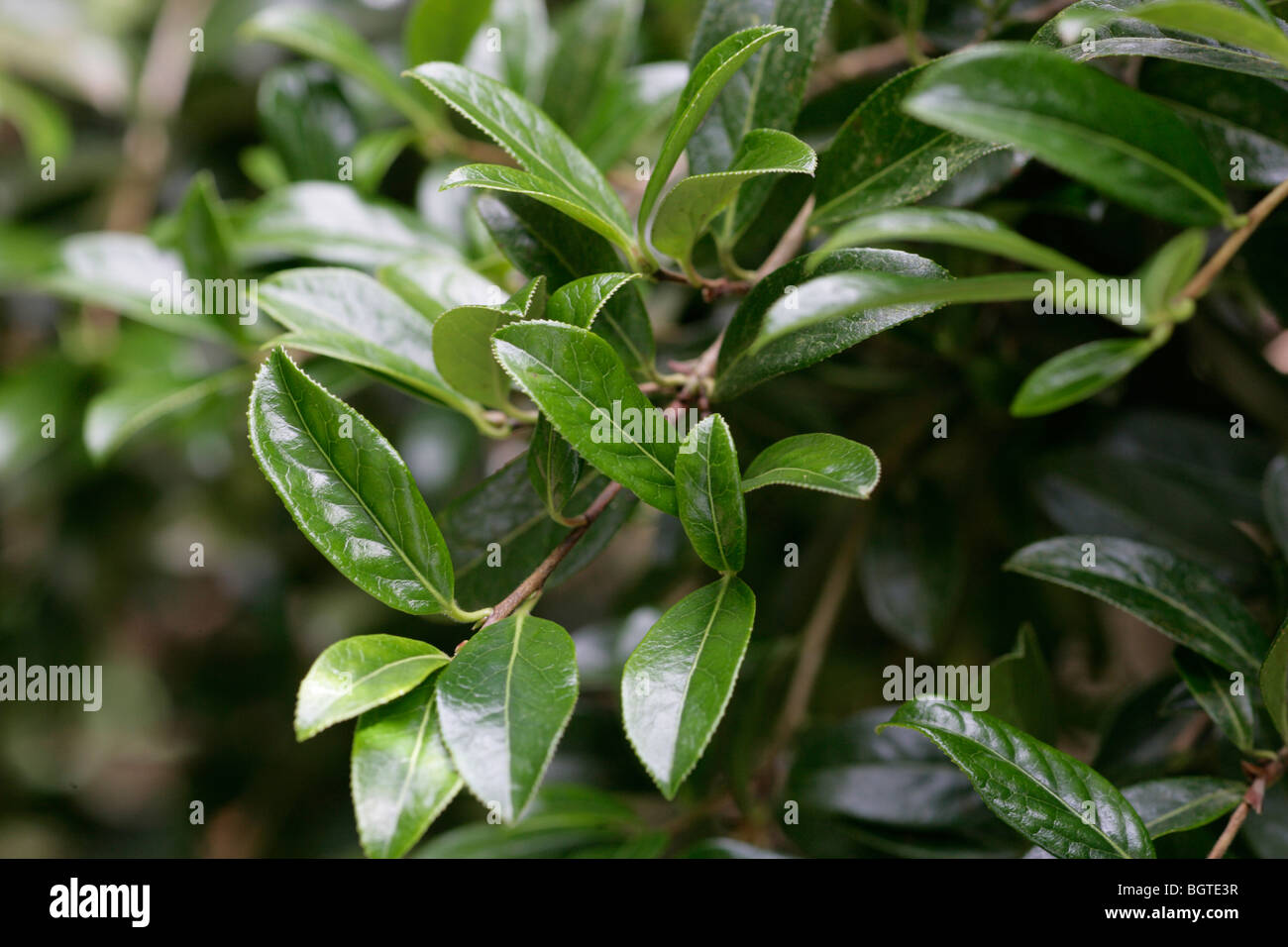 Camellia senensis tea tree plant hi-res stock photography and images ...