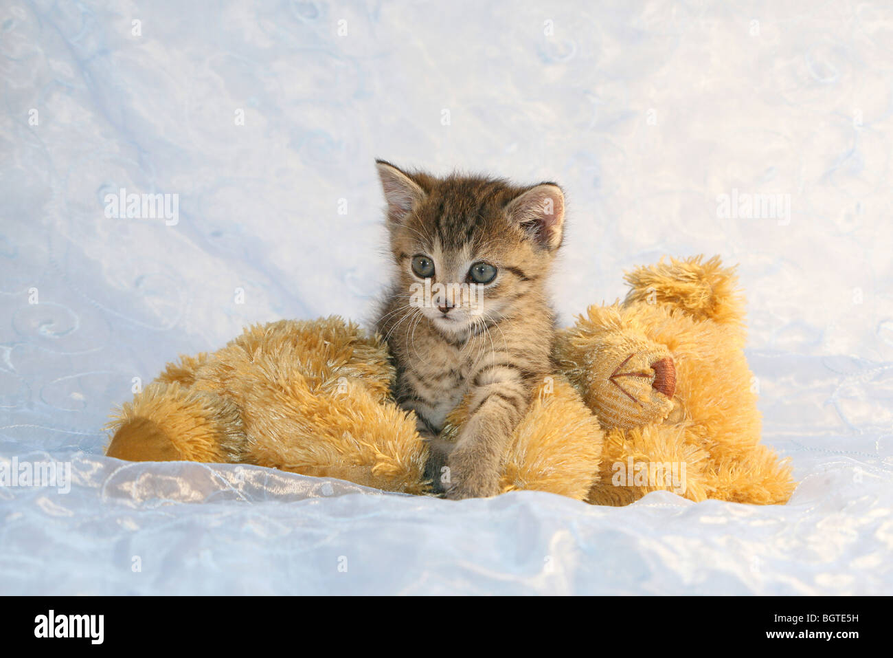 domestic cat kitten with teddy bear Stock Photo - Alamy