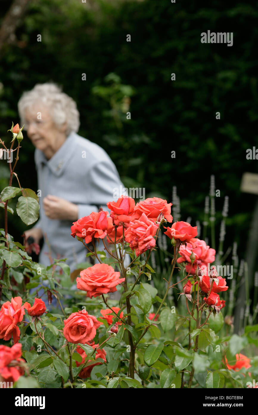 old lady walking in a rose garden Stock Photo - Alamy