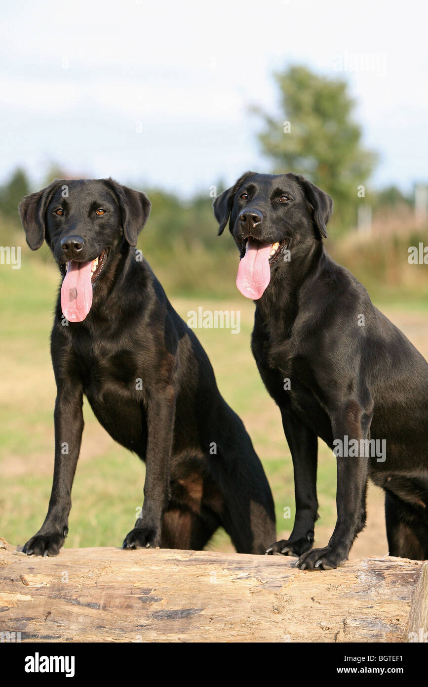 two Labrador Retriever dogs - standing Stock Photo - Alamy