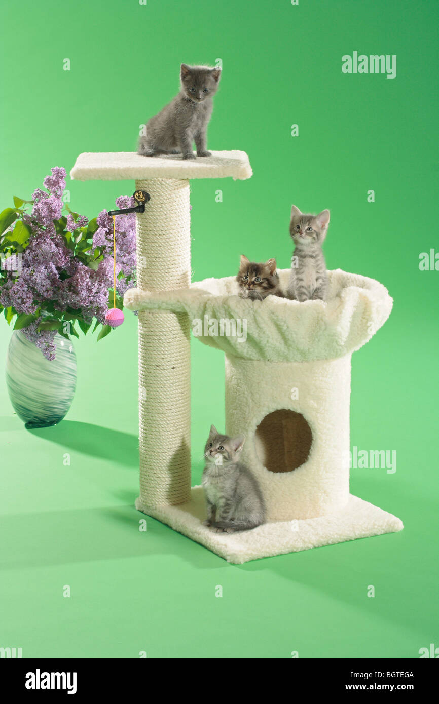 four kittens on scratching post Stock Photo - Alamy