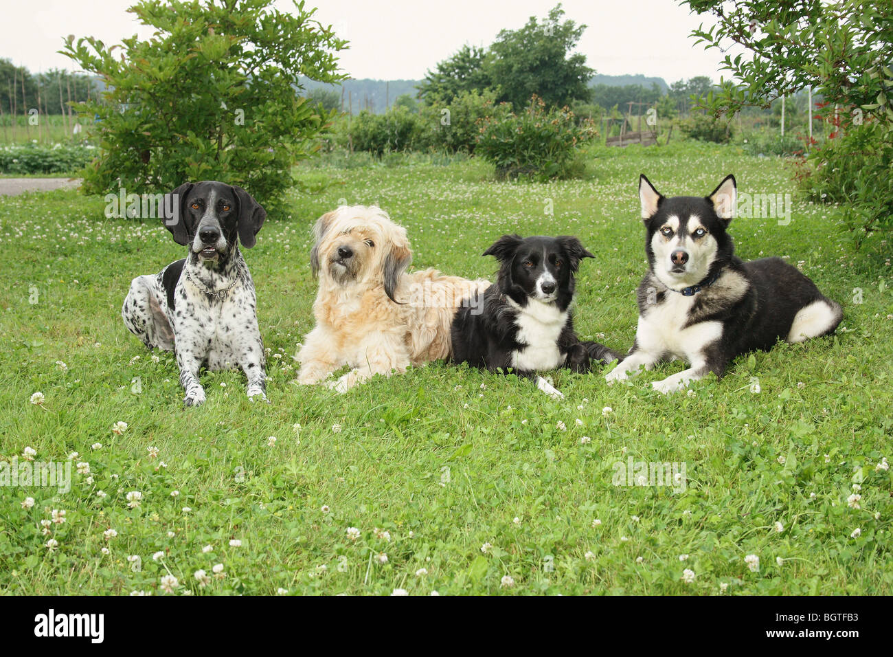 four dogs - lying on meadow Stock Photo - Alamy