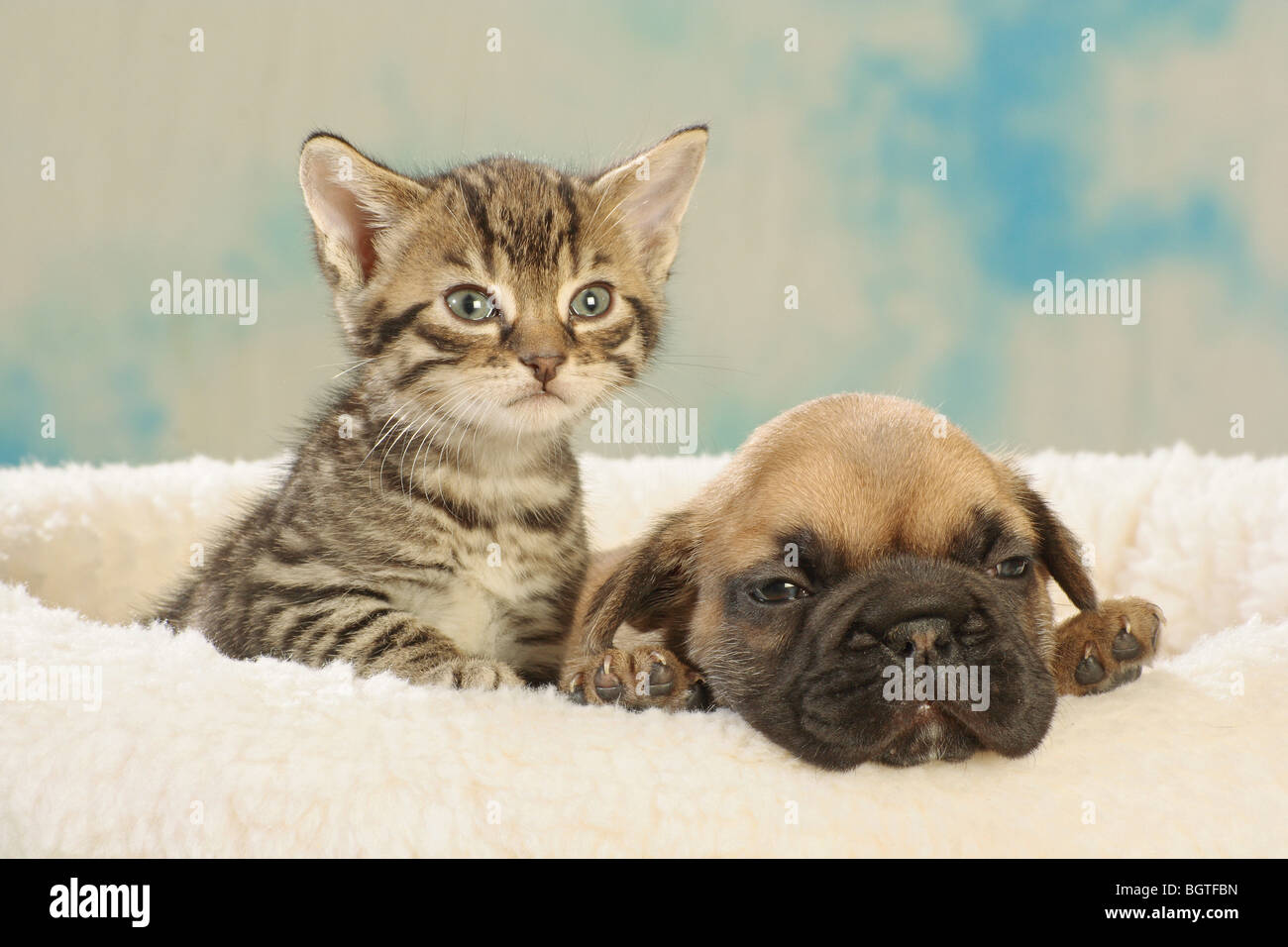 French kittens hi-res stock photography and images - Alamy