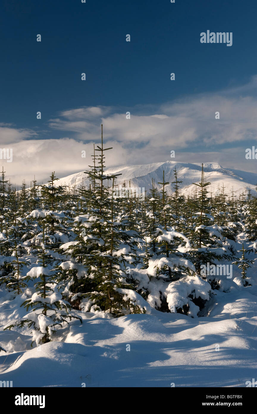 Christmas tree farm in snow hi-res stock photography and images - Alamy