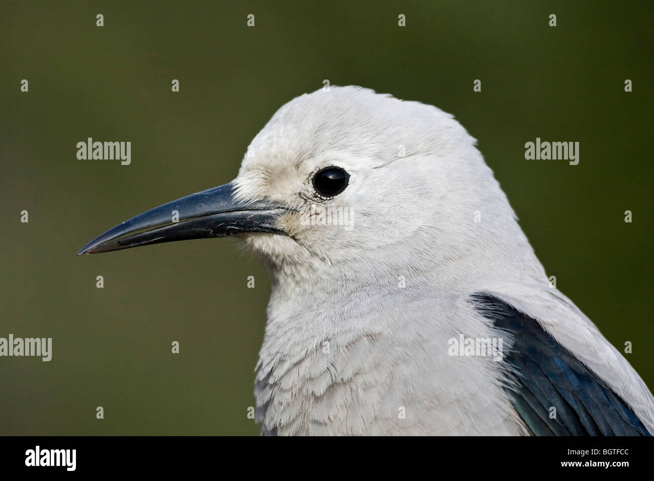 Nutcracker face hi-res stock photography and images - Alamy