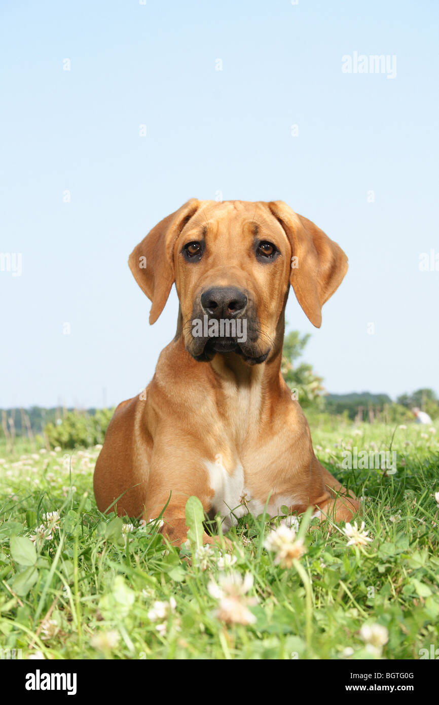 Rhodesian Ridgeback dog - lying on meadow Stock Photo - Alamy
