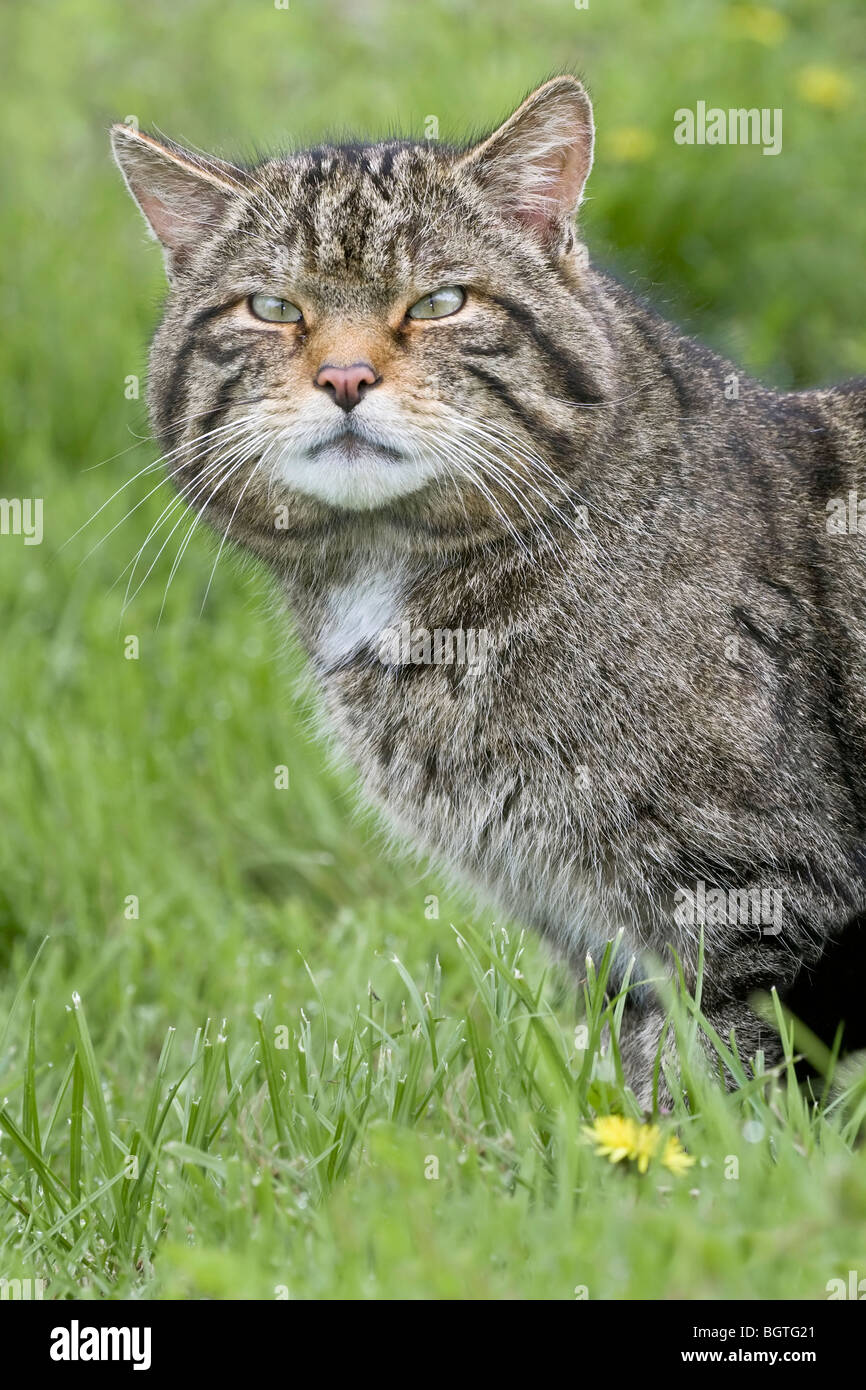 Scottish Wildcat portrait Captive animal Stock Photo - Alamy