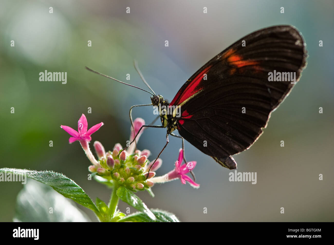 A close up view of a beautiful black and red colored butterfly on a ...