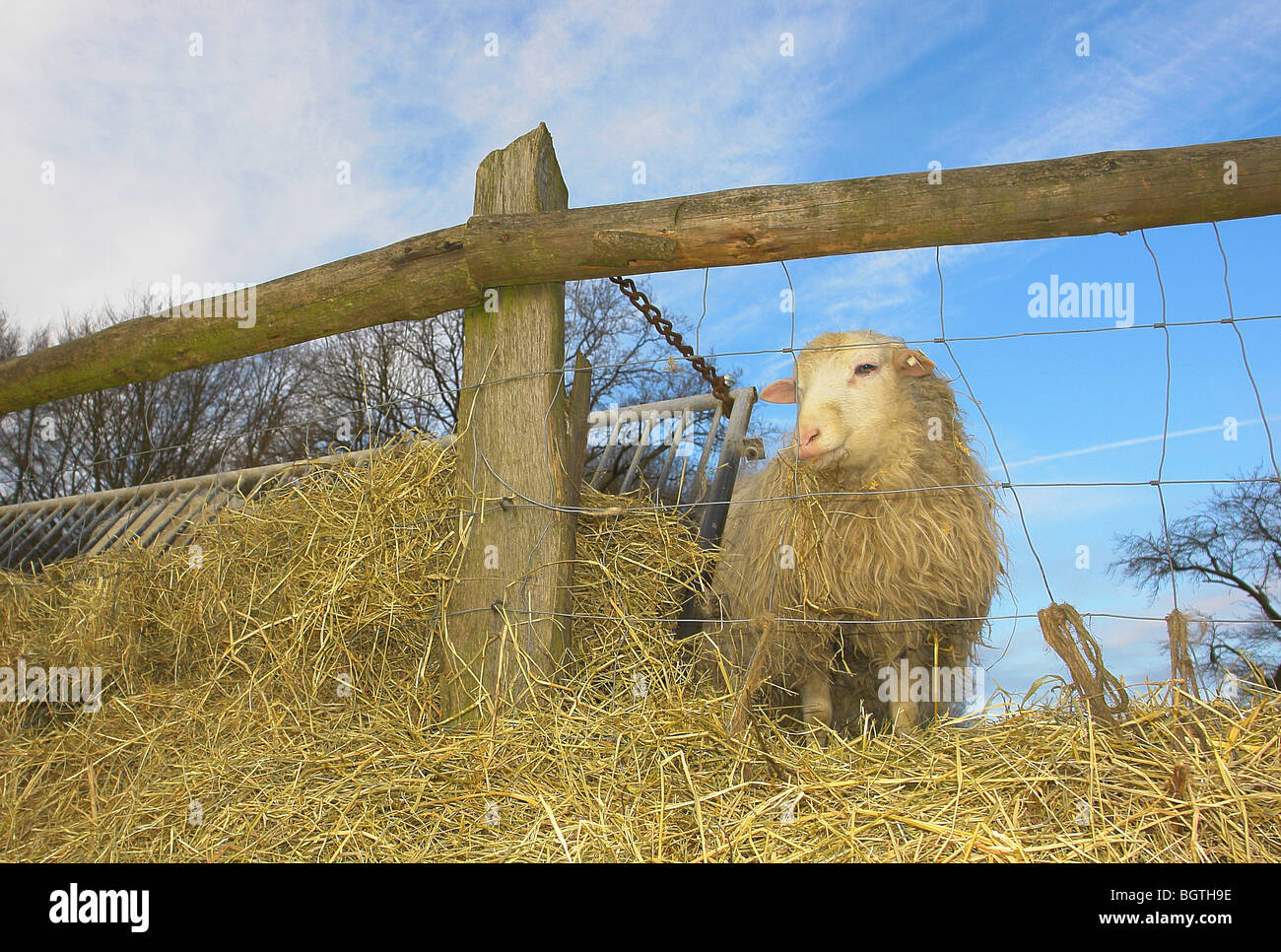 Sheep railings hi-res stock photography and images - Alamy