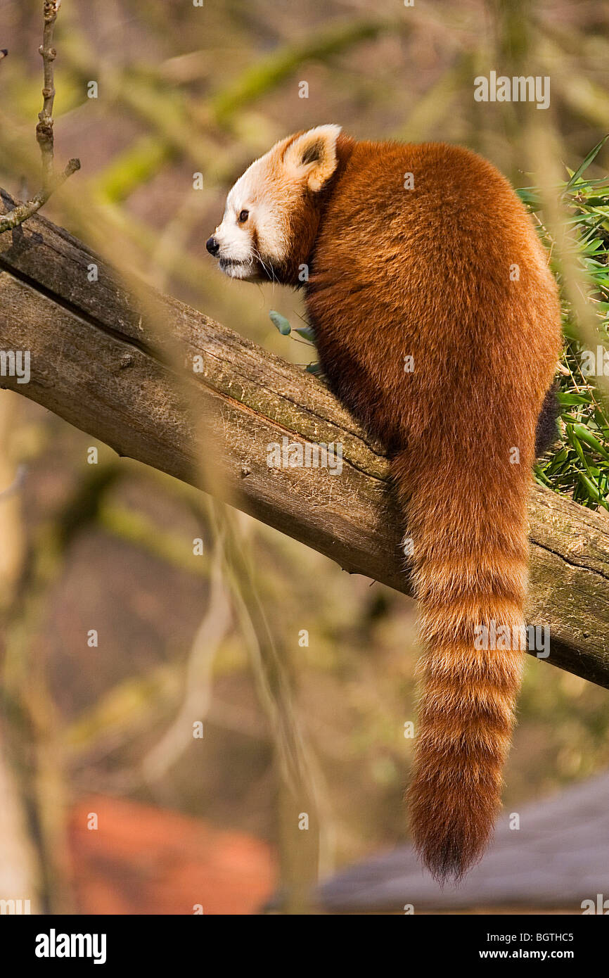 Red Panda Sitting