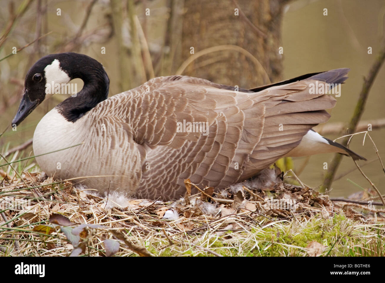 Canada goose branta canadensis brooding on the nest hi-res stock ...