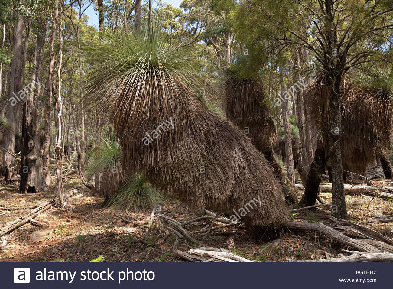 Grasstree Stock Photos & Grasstree Stock Images - Alamy